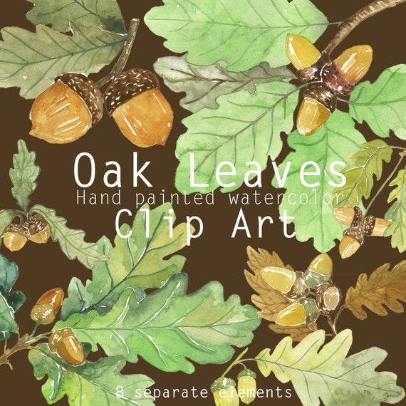 Oak Leaves And Acorns