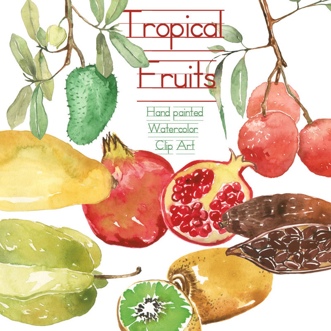 Tropical Fruit Watercolor Clip Art Exotic Fruit Illustration - Etsy