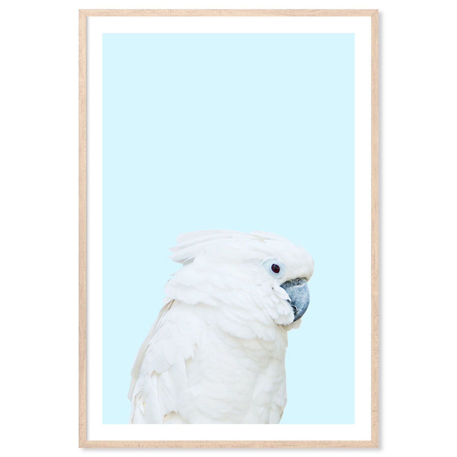 Cockatoo on Blue Canvas Art Print Paper Print Bird Print - Etsy