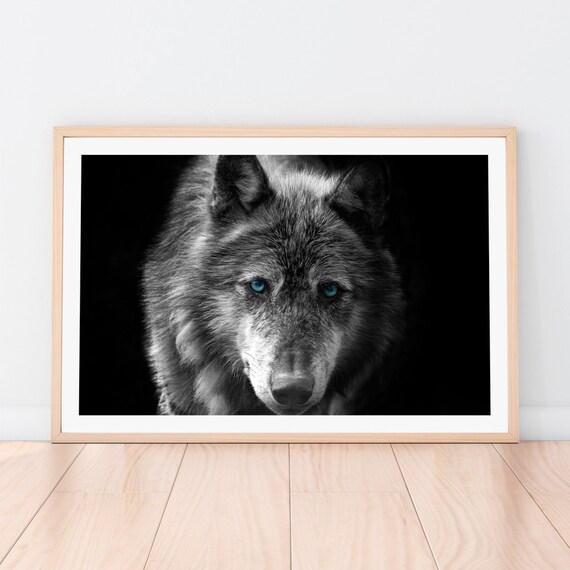 Black Wolf Blue Eyes Art