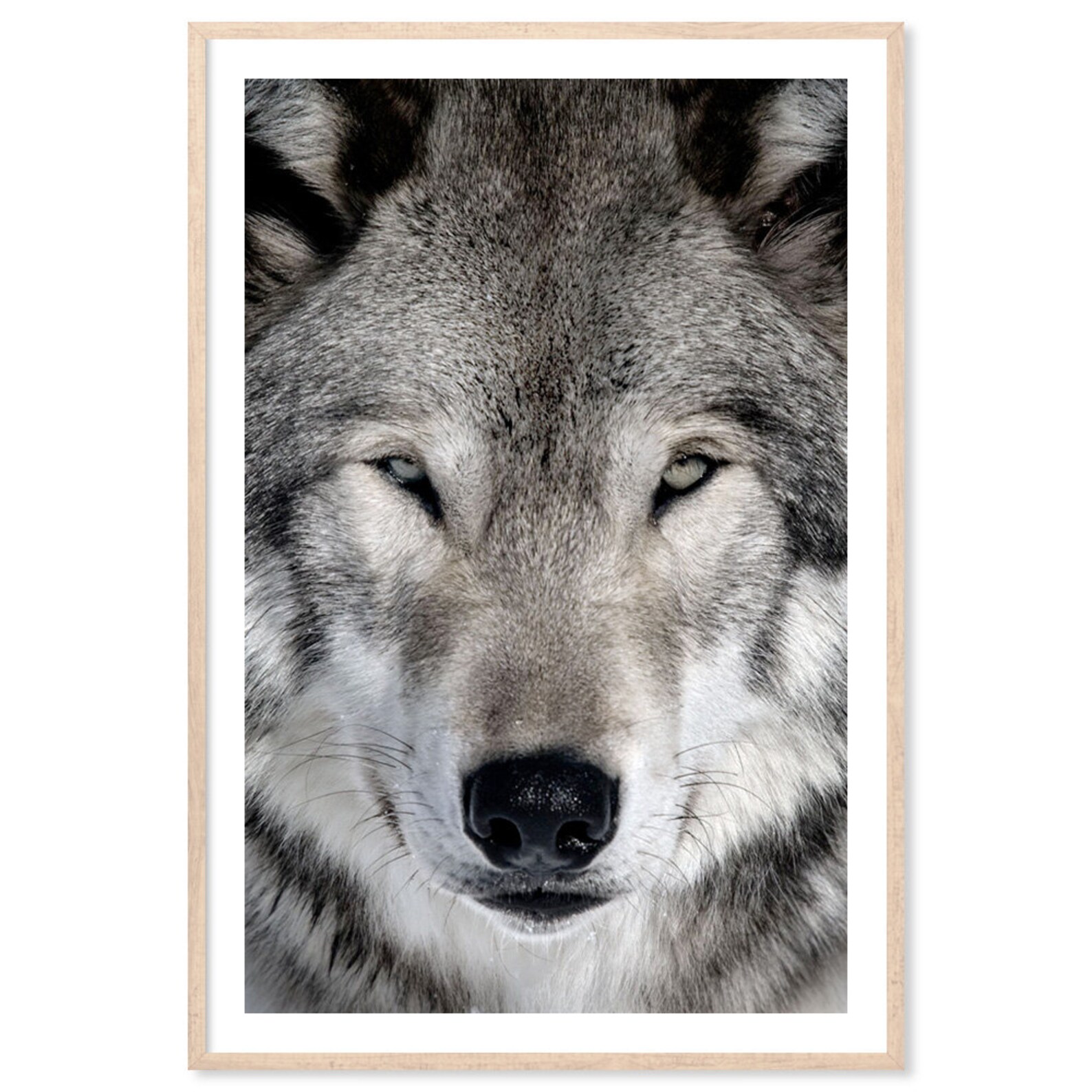 Grey Wolf Canvas Art Print Paper Print Wolf Print Canvas - Etsy