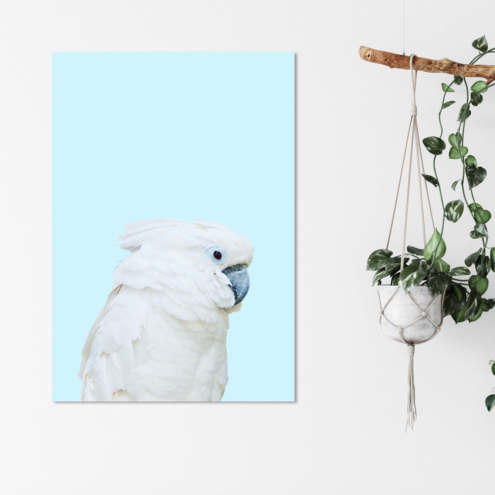 Cockatoo on Blue Canvas Art Print Paper Print Bird Print - Etsy