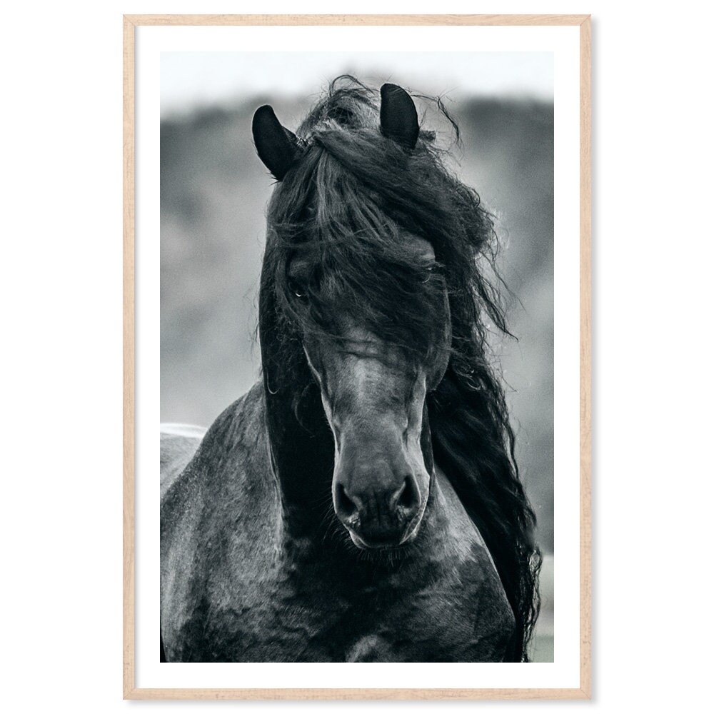 Friesian Horse, Canvas Art Print, Paper Print, Black Beauty, Animal Art ...