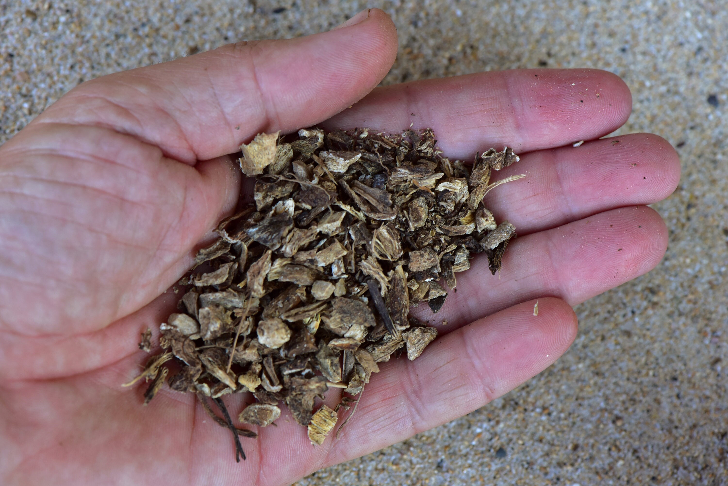 Enula Elecampane inula Helenium Root | Etsy