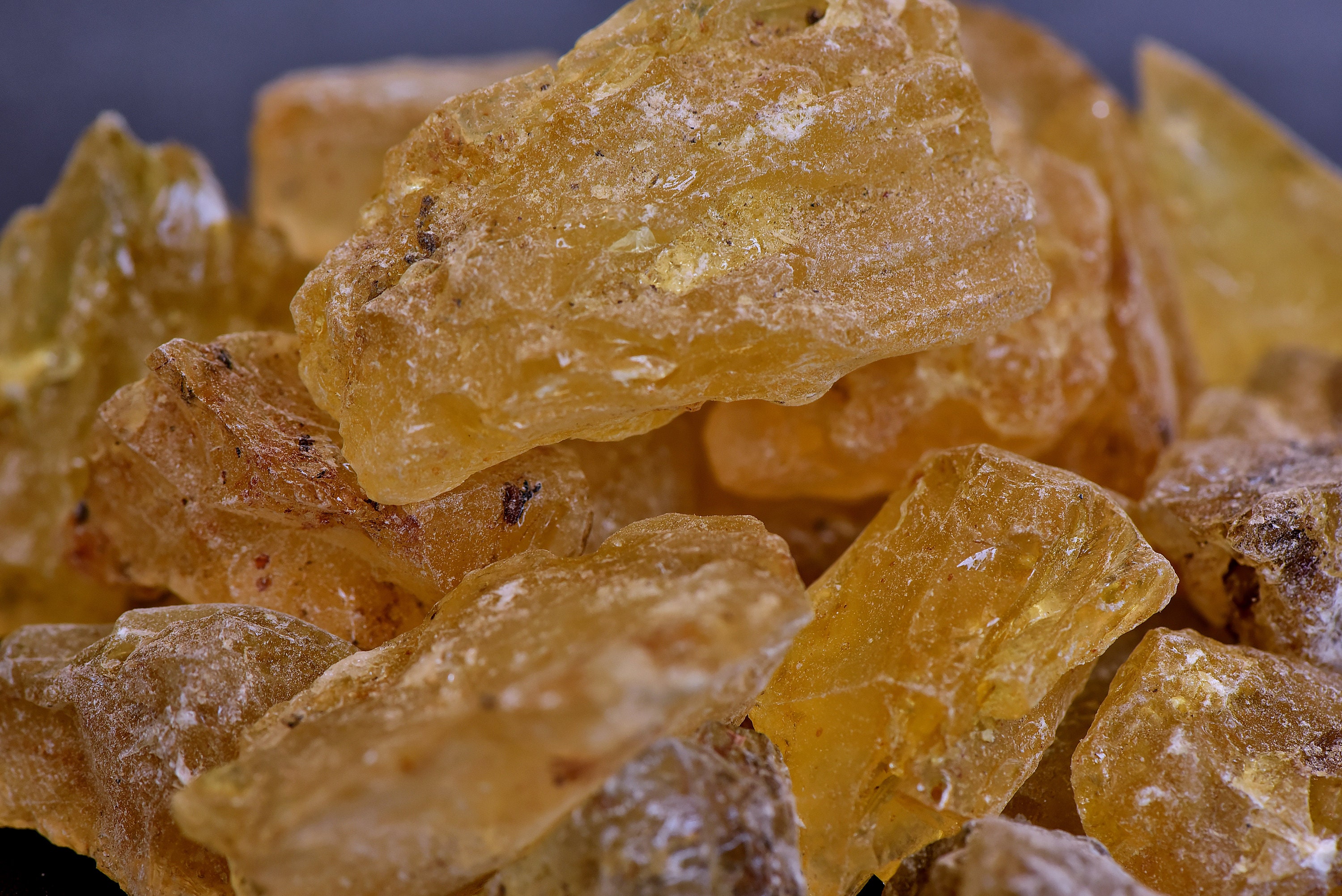 Almaciga or Dayungon agathis Philippinensis - Etsy UK