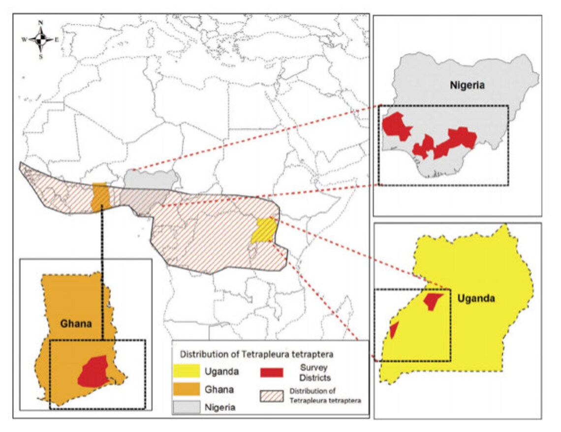 Aridan Fruit Cast No Spell or Scares Ghosts tetrapleura - Etsy