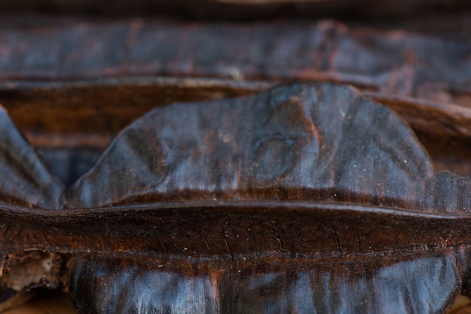 Aridan Fruit Cast No Spell or Scares Ghosts tetrapleura - Etsy