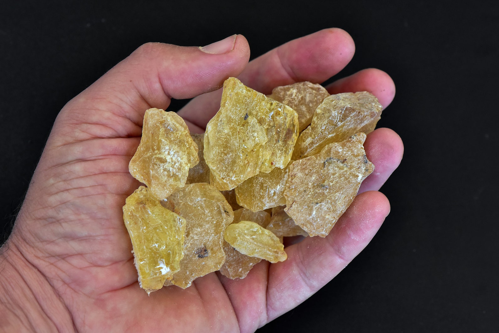 Almaciga or Dayungon agathis Philippinensis - Etsy UK