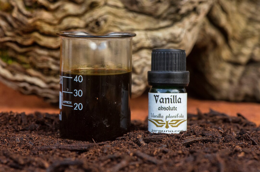 Vanilla absolute (Vanilla planifolia) - Etsy Italia