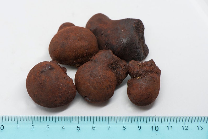 Balga Black boy or Grass Tree resin Xanthorrhoea preissii | Etsy