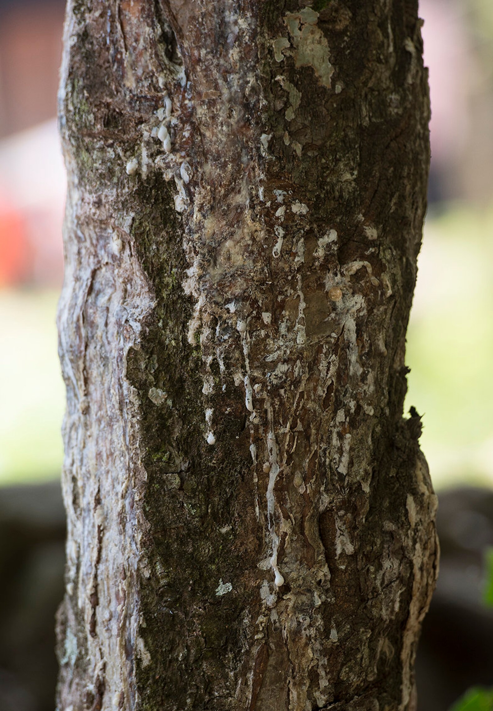 Pom Protium copal de Guatemala - Etsy España