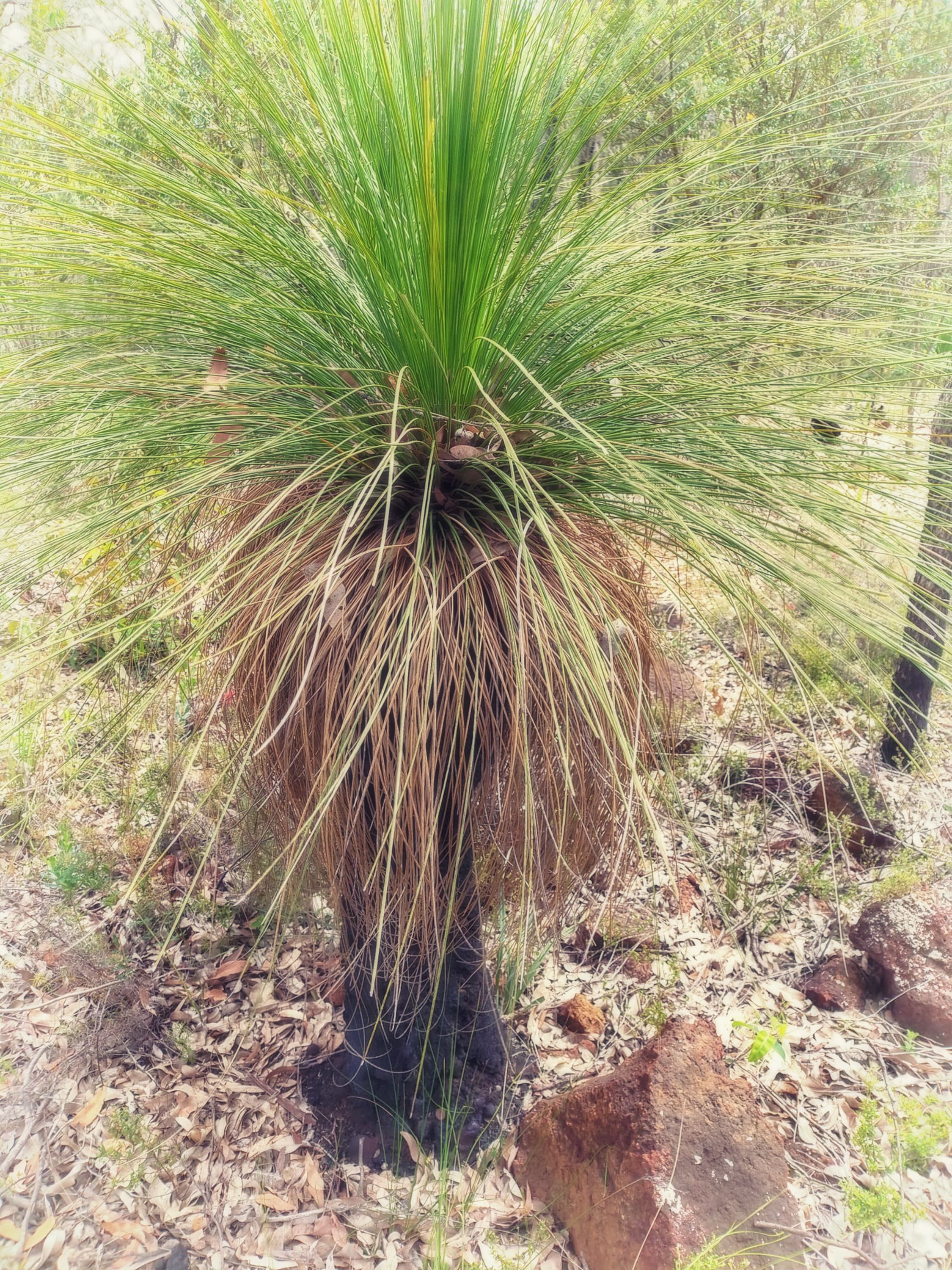 Balga Black Boy or Grass Tree Resin xanthorrhoea Preissii - Etsy Australia