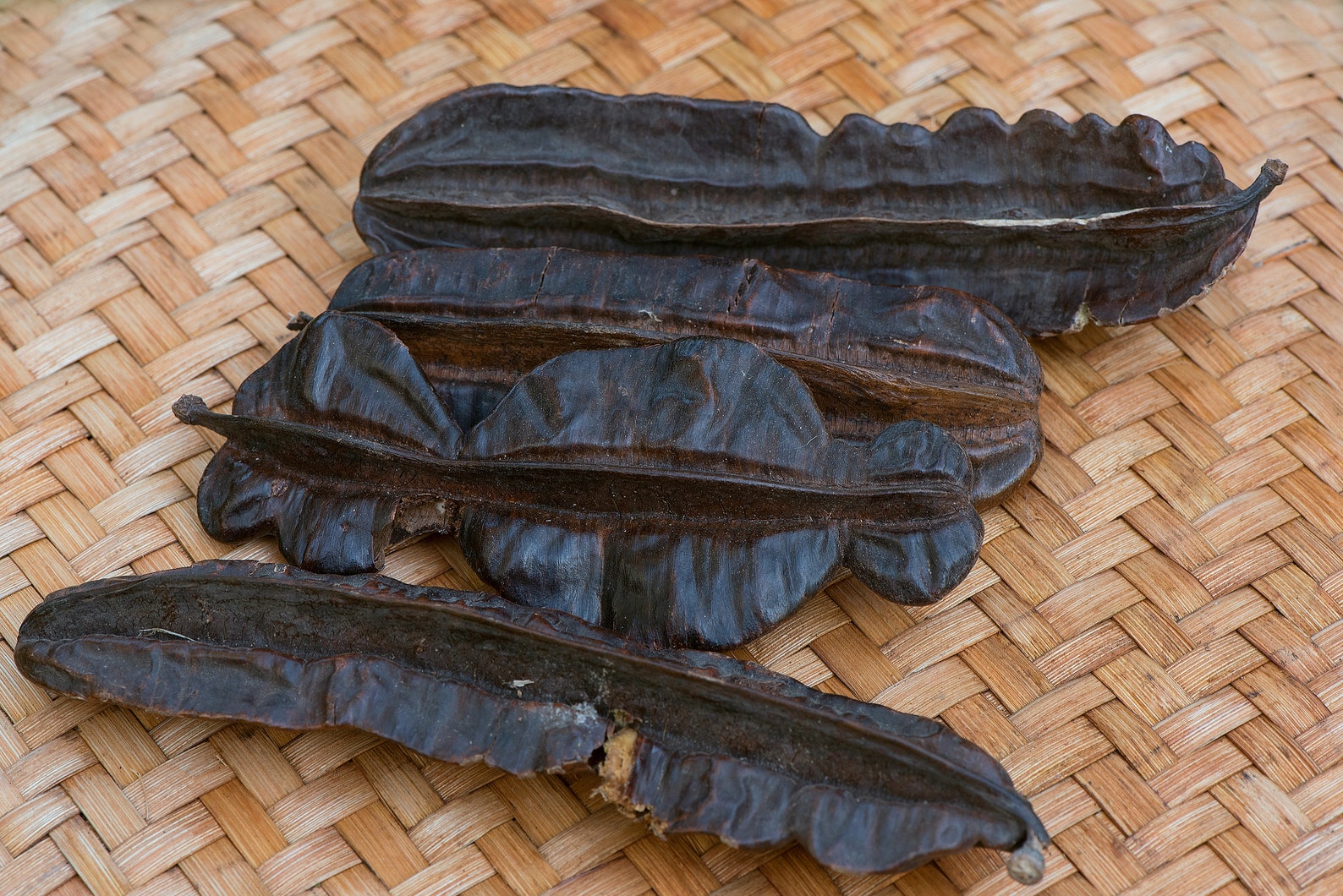 Aridan Fruit Cast No Spell or Scares Ghosts tetrapleura - Etsy