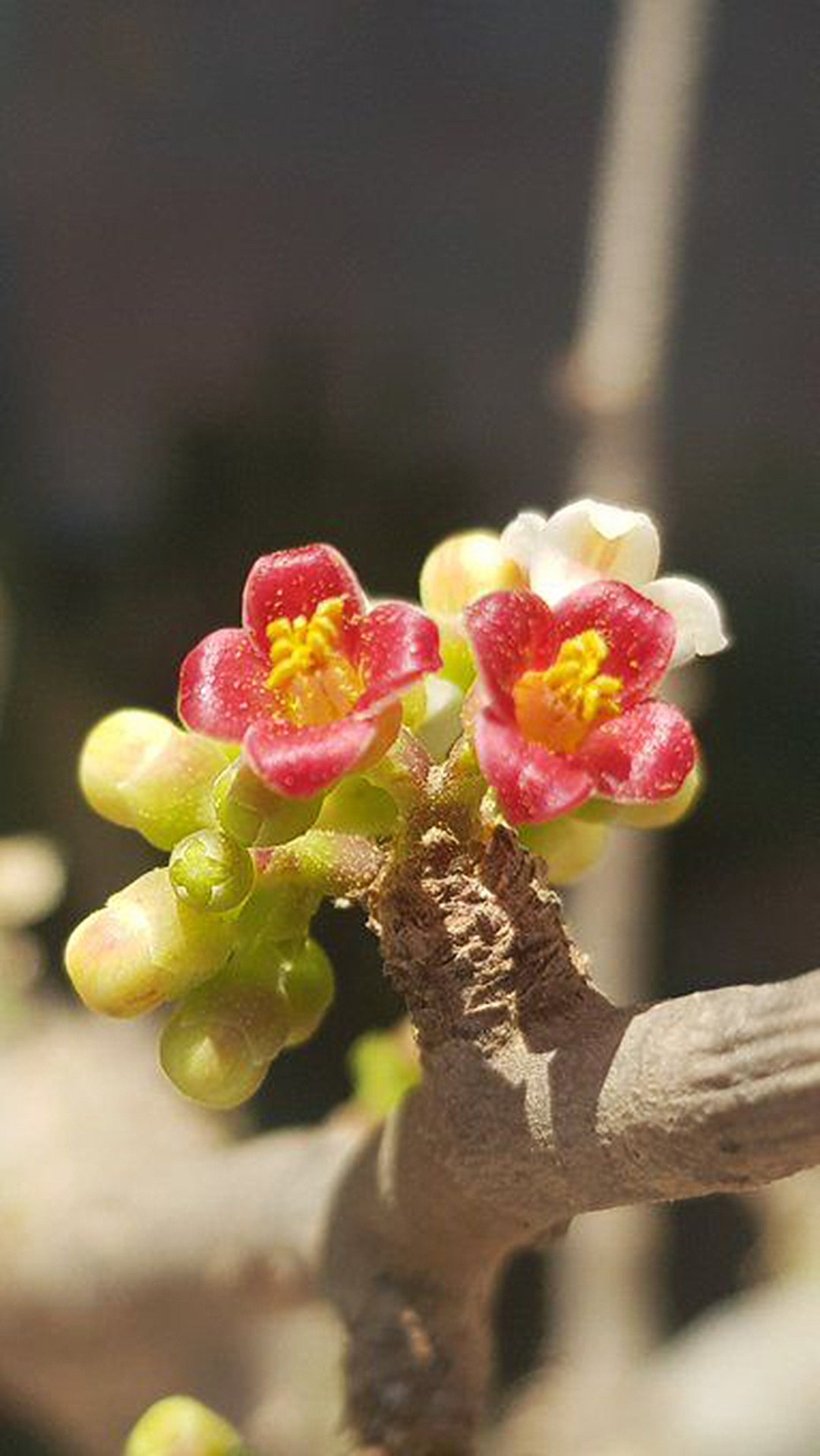 Rarity From Oman, Commiphora Sp. Resin - Etsy