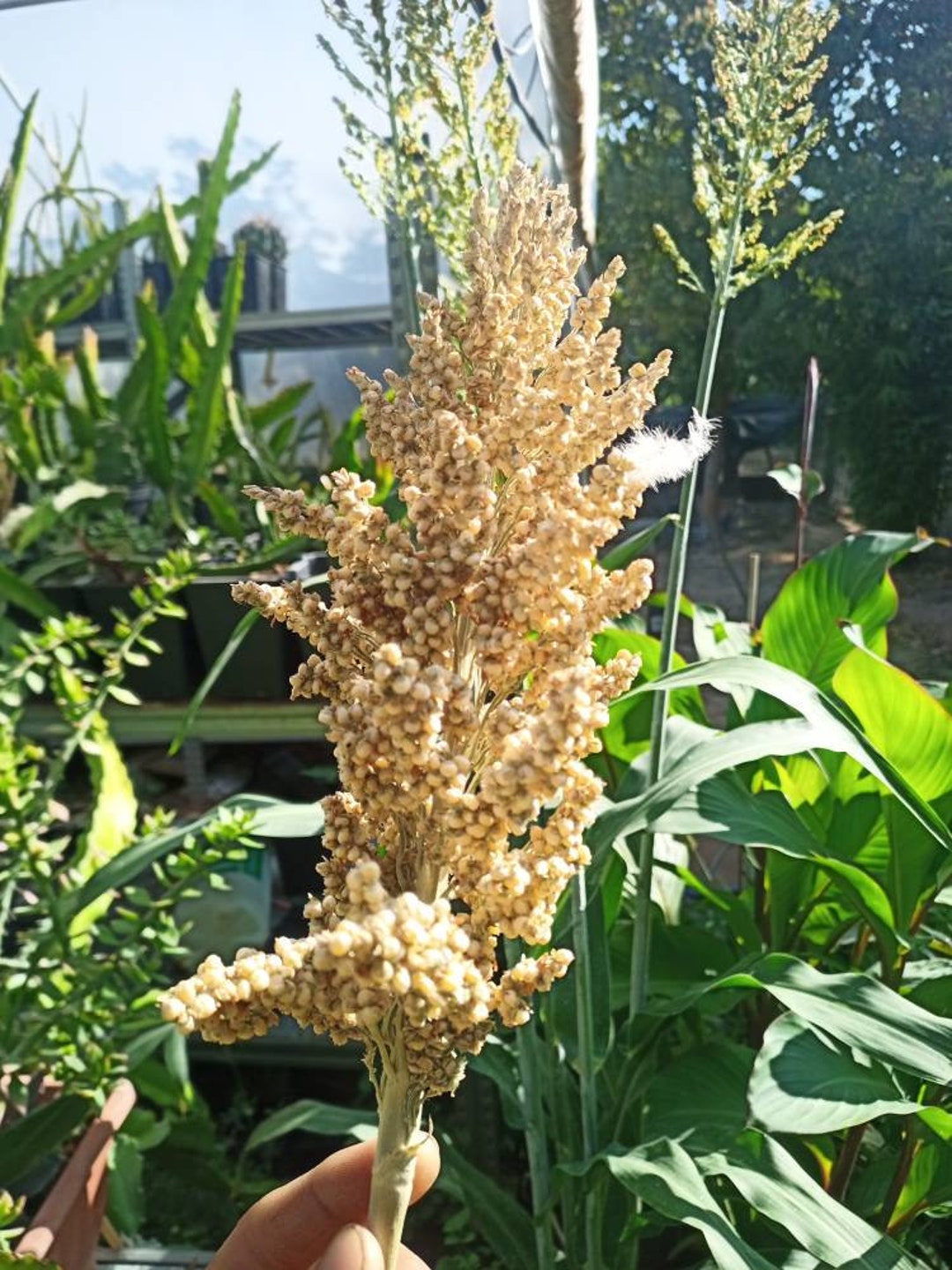 Sugar Cane Seeds Sugar Cane, Sweet Sorghum Grown in Italy, Fresh Seeds ...