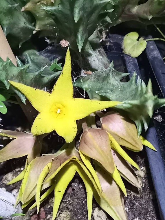 Adult Plant CUTTING Orbea Lutea Stapelia Fiori Gialli Flower - Etsy