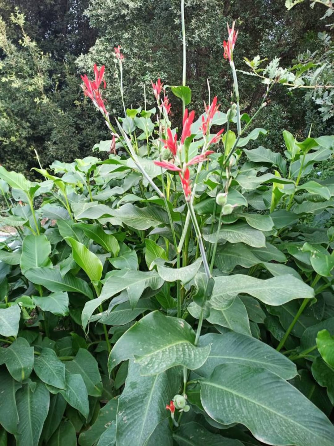 10 Seeds ACHIRA Plant CANNA INDICA Edulis Small Red Flower Color Akira ...