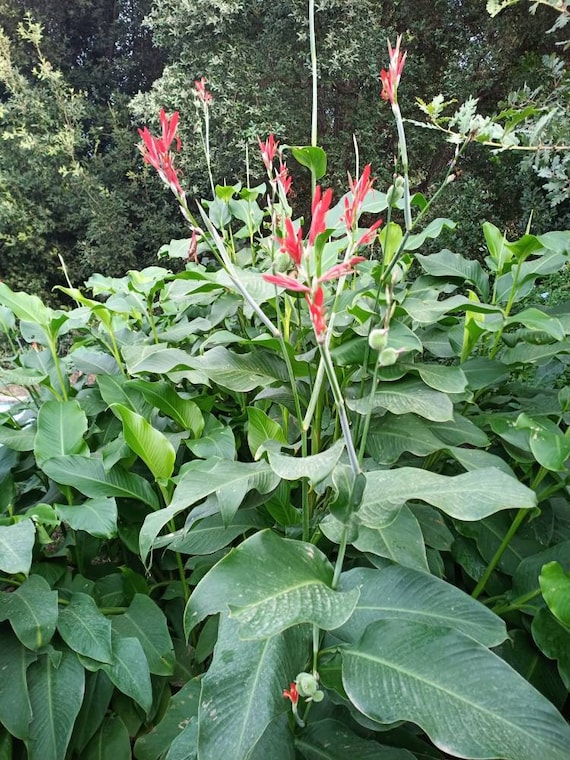 ACHIRA Plant CANNA INDICA Edulis Red Flower Color and Plant as - Etsy ...