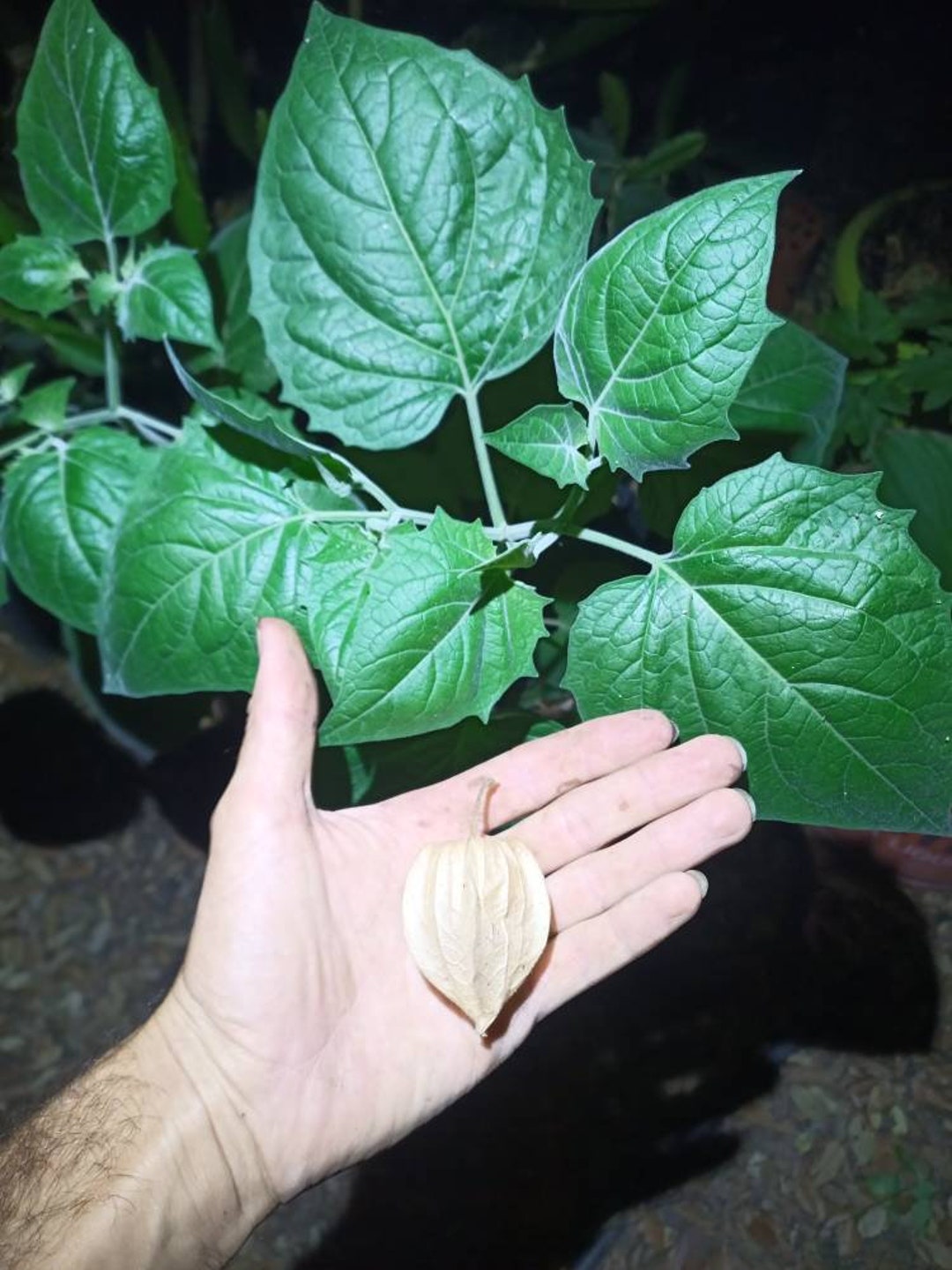 150 X Seeds Alkekengi Peruvian Chinese Lantern Winter Cherry Physalis ...