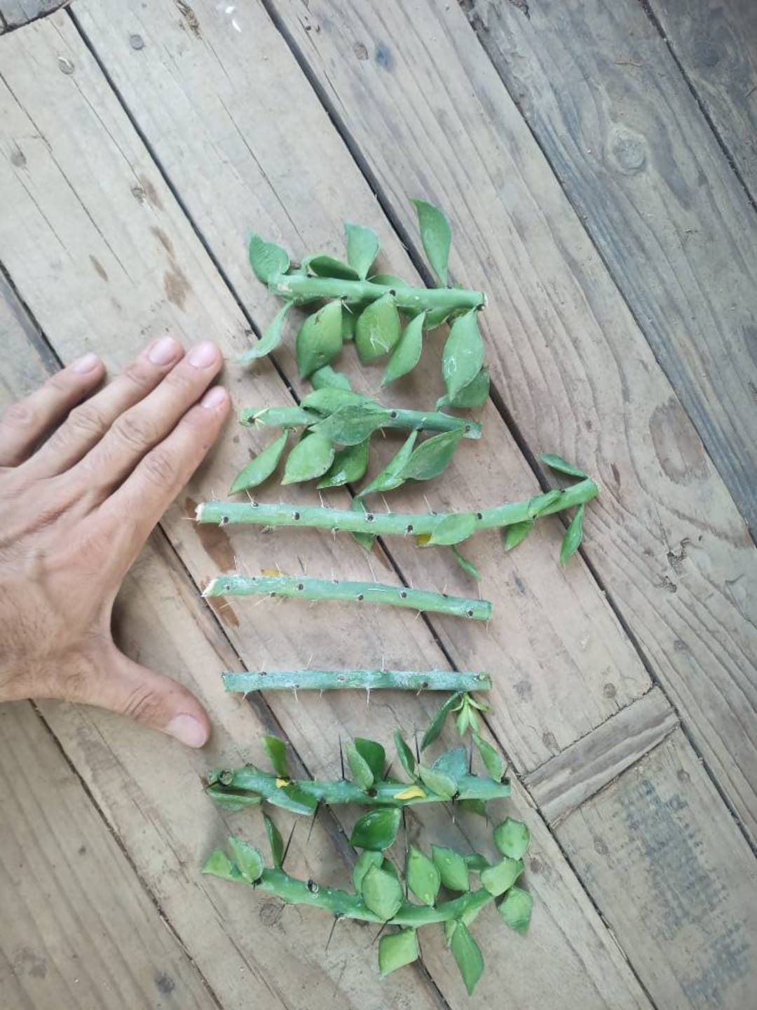 20 X STEM Pereskiopsis Spatulata Prehistoric Cactus Cutting 12 Cm Fast ...