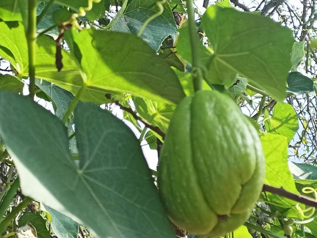 1 Fruit SMOOTH Green CHAYOTE Centenary Pumpkin Zucchini WITHOUT Thorns ...
