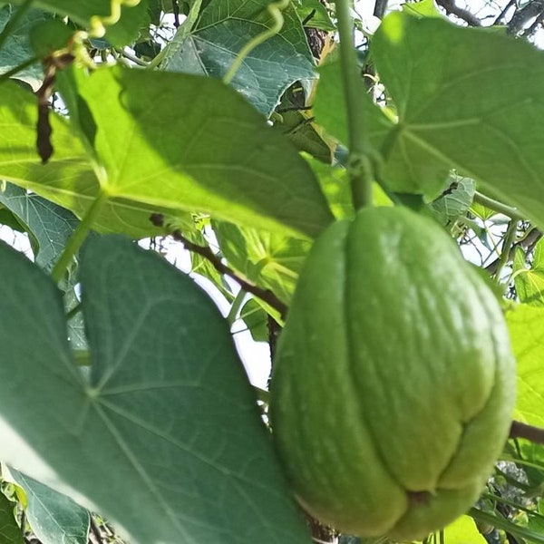 Chayote Plant - Etsy