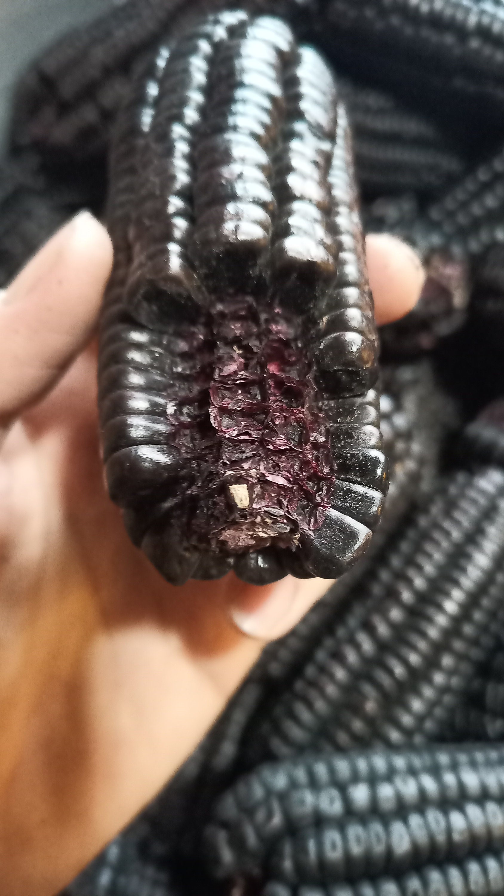 Organic Corn Morado Nero Black Peruvian Aztec Rare Fresh Seeds Fresh ...