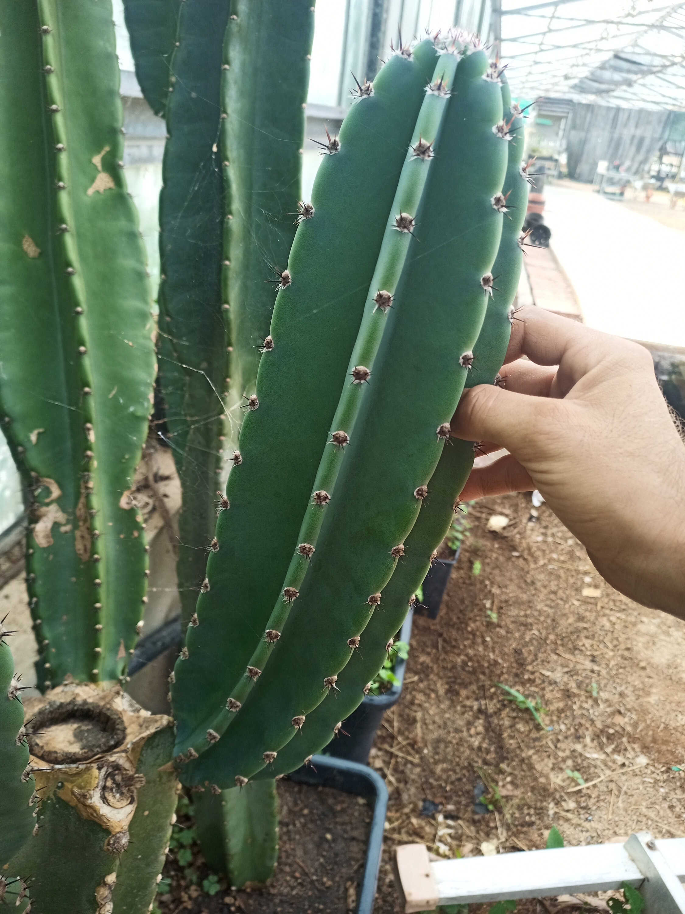 CEREUS PERUVIANUS Desert Apple Cactus 30 Cm Cutting Grafting Stock ...