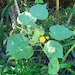 Cencio Molle - Seeds - Etsy