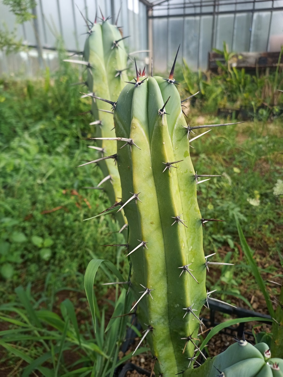 BIG BLUEBERRYCACTUS Cactus 20 Cm Cutting Grafting Stock Rootstock - Etsy