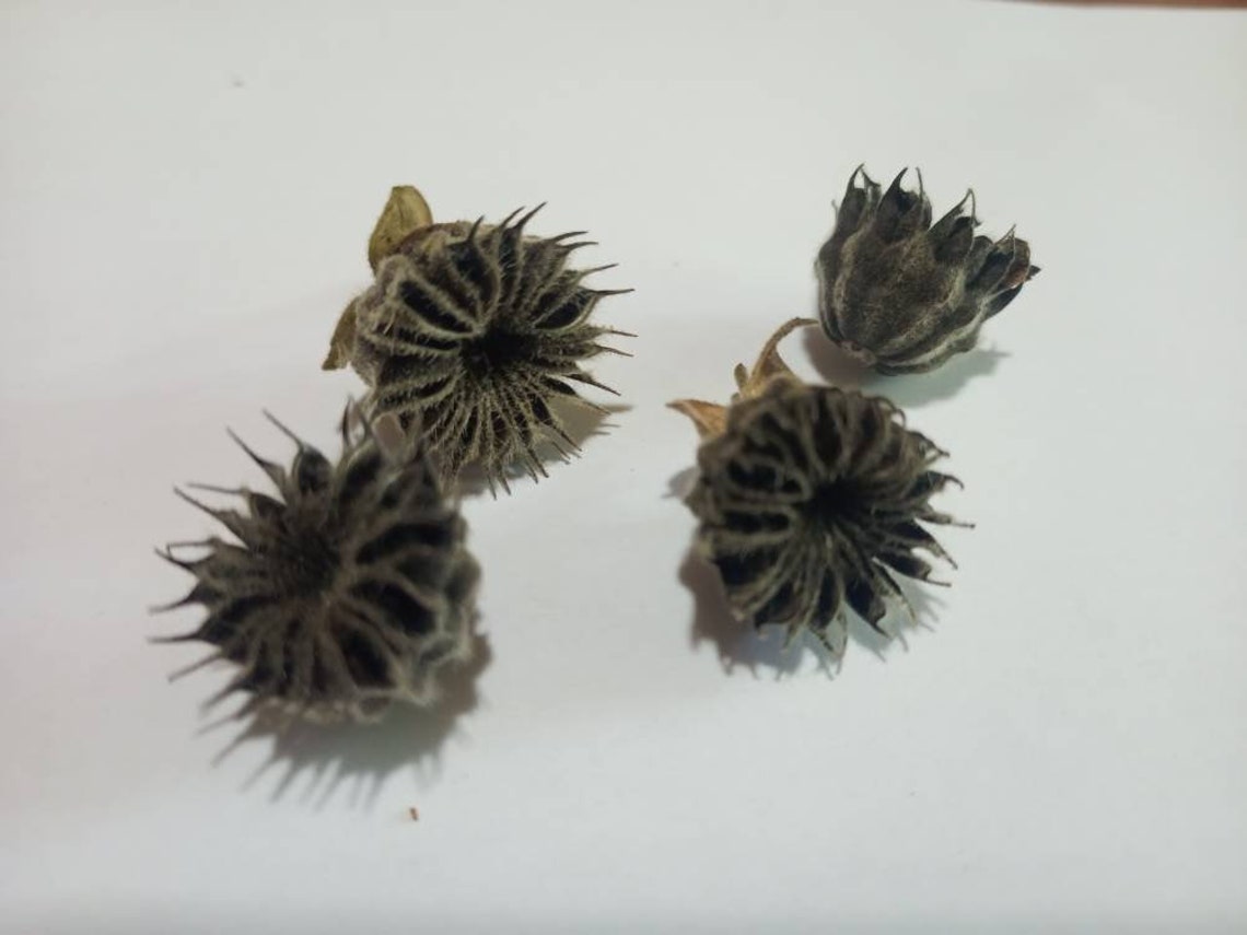 Cencio Molle - Seeds - Etsy