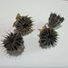Cencio Molle - Seeds - Etsy