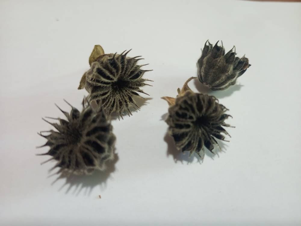 Cencio Molle - Seeds - Etsy