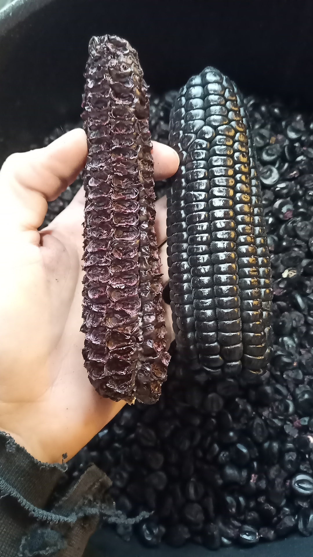 Organic Corn Morado Nero Black Peruvian Aztec Rare Fresh Seeds Fresh ...
