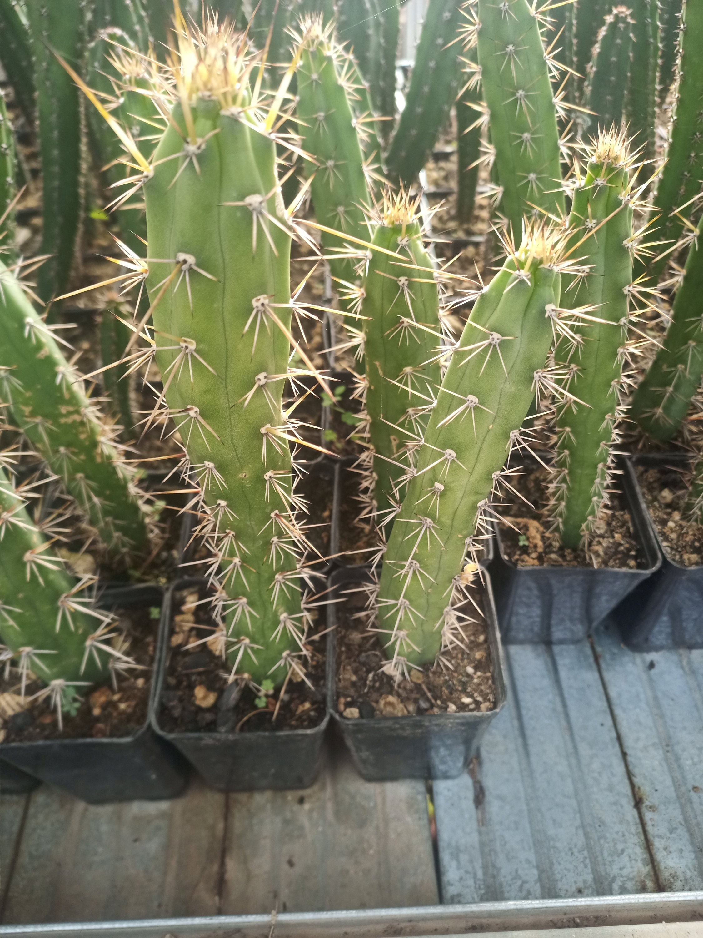 1 X HARRISIA ABORIGINUM Cactus 15 Cm Cutting or Potted Plant Grafting ...