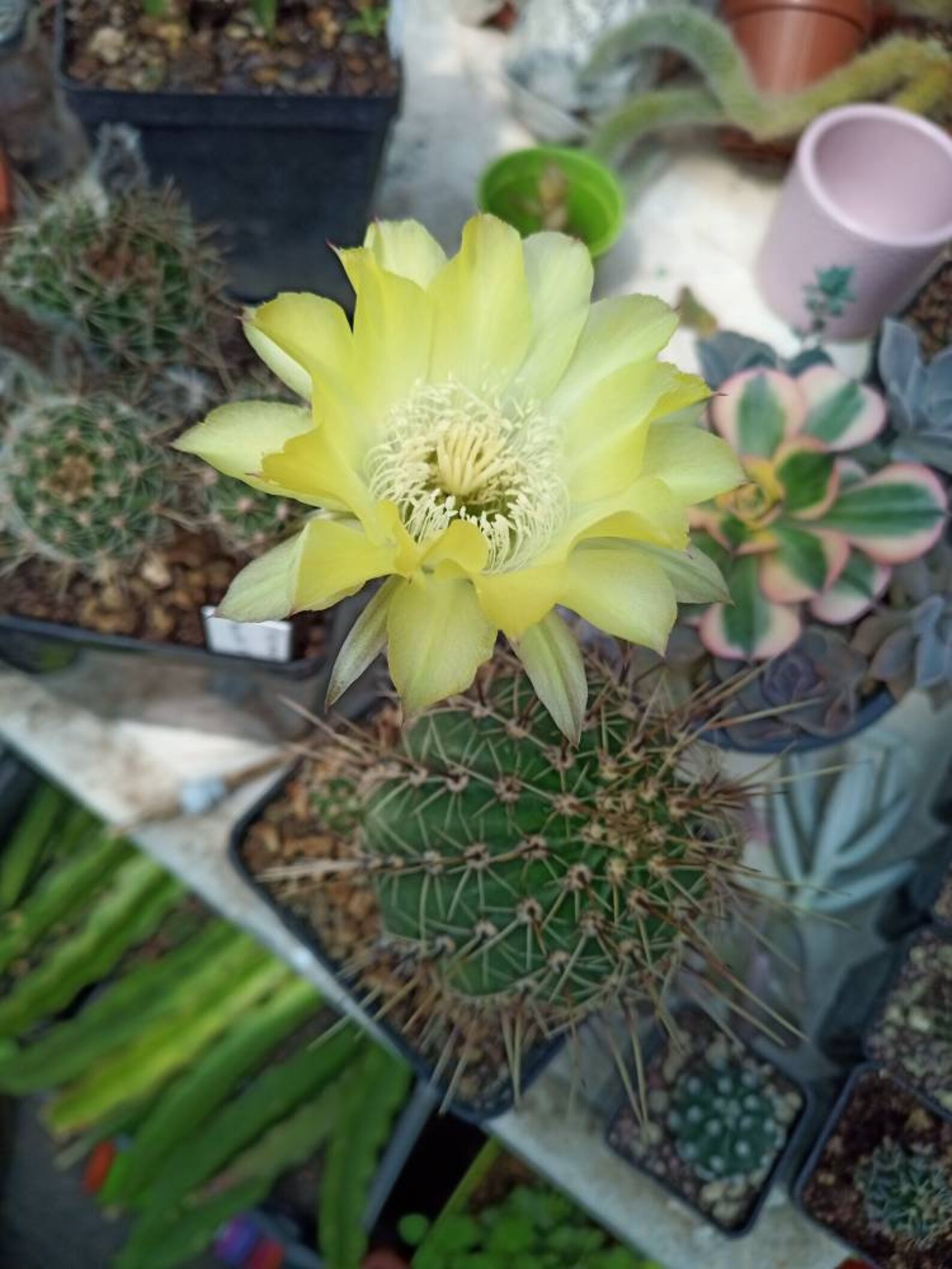 30 X Lobivia Aurea Bright Yellow Flower Seeds Semi Fresh 2022 | Etsy