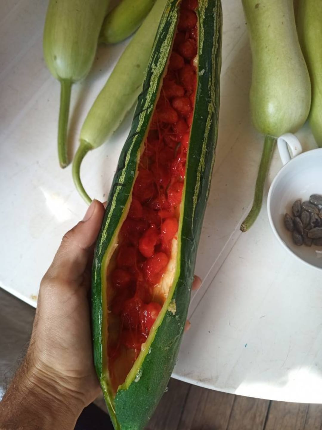 Seeds Trichosanthes Anguina Snake Zucchini Cucumber Vegetable Vine ...