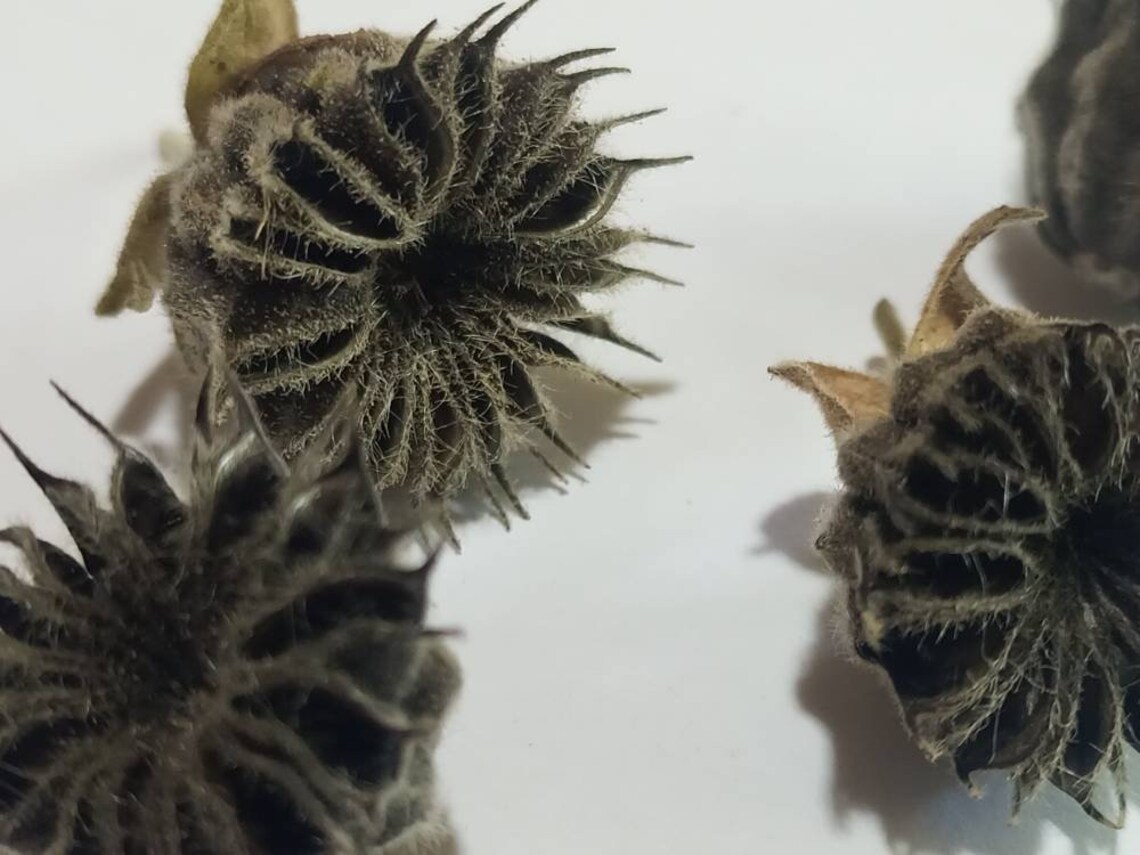 Cencio Molle - Seeds - Etsy
