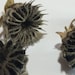 Cencio Molle - Seeds - Etsy