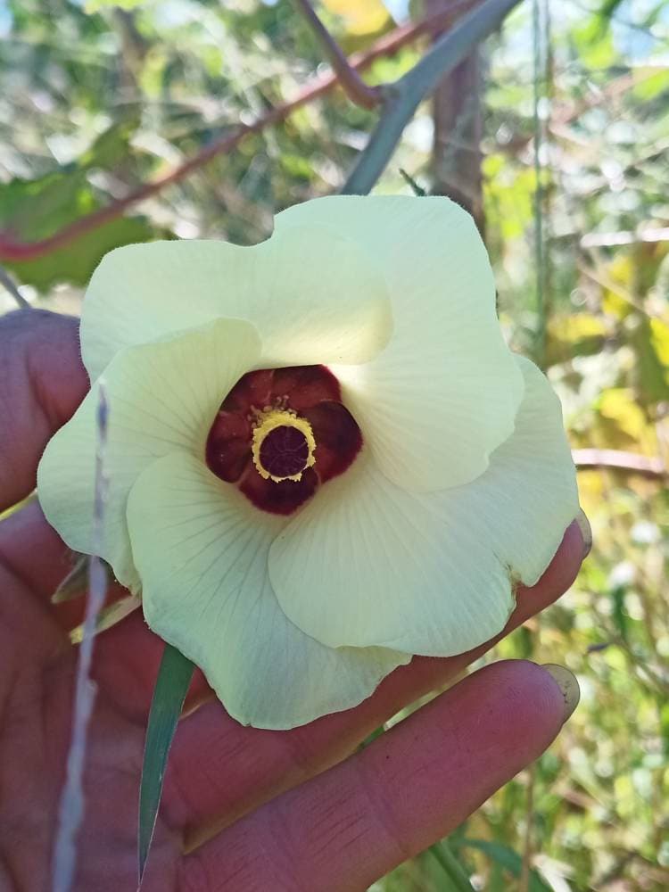 Semi Okra Clemson Spineless Gombo Ocra Quiabo Bamiya Varietá - Etsy