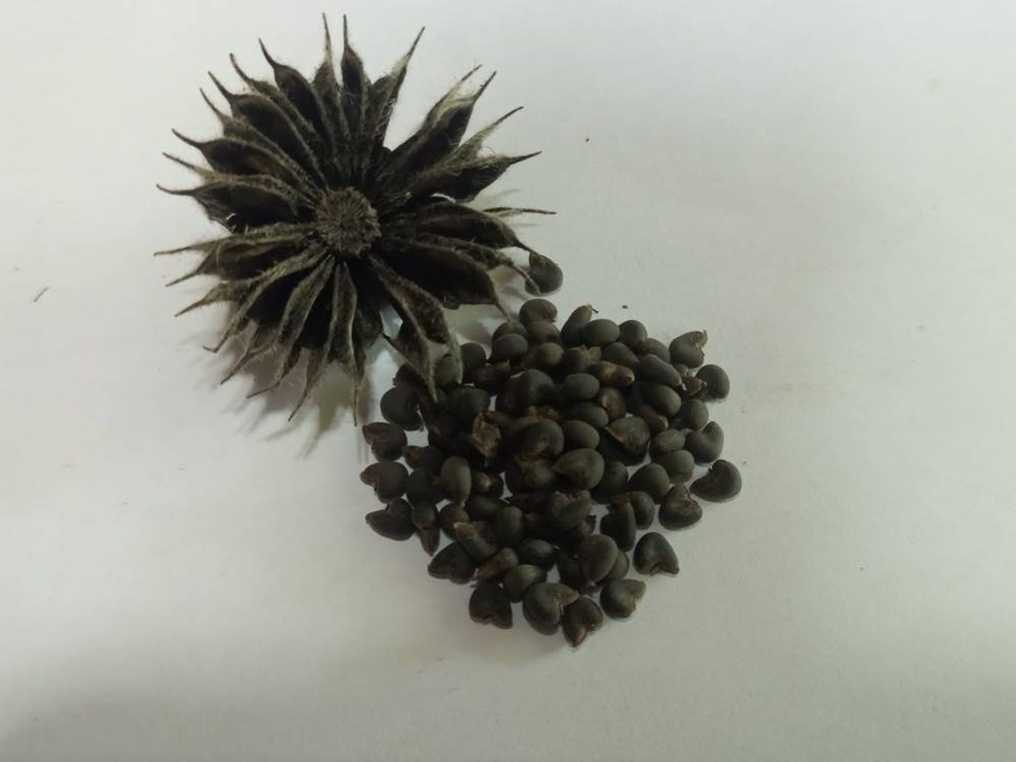 Cencio Molle - Seeds - Etsy