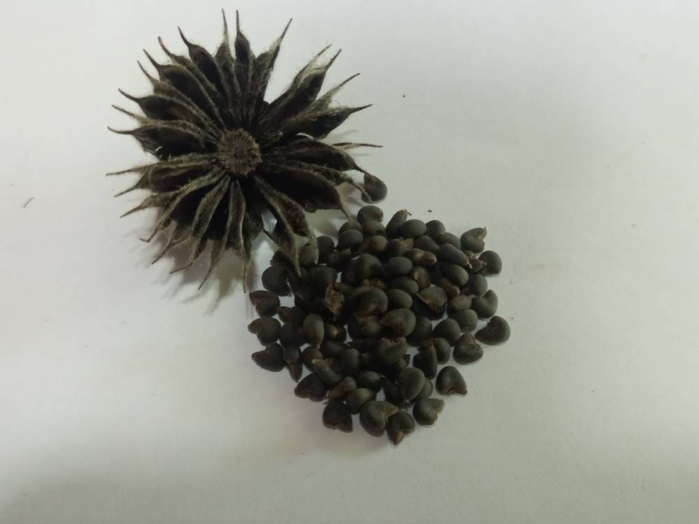 Cencio Molle - Seeds - Etsy
