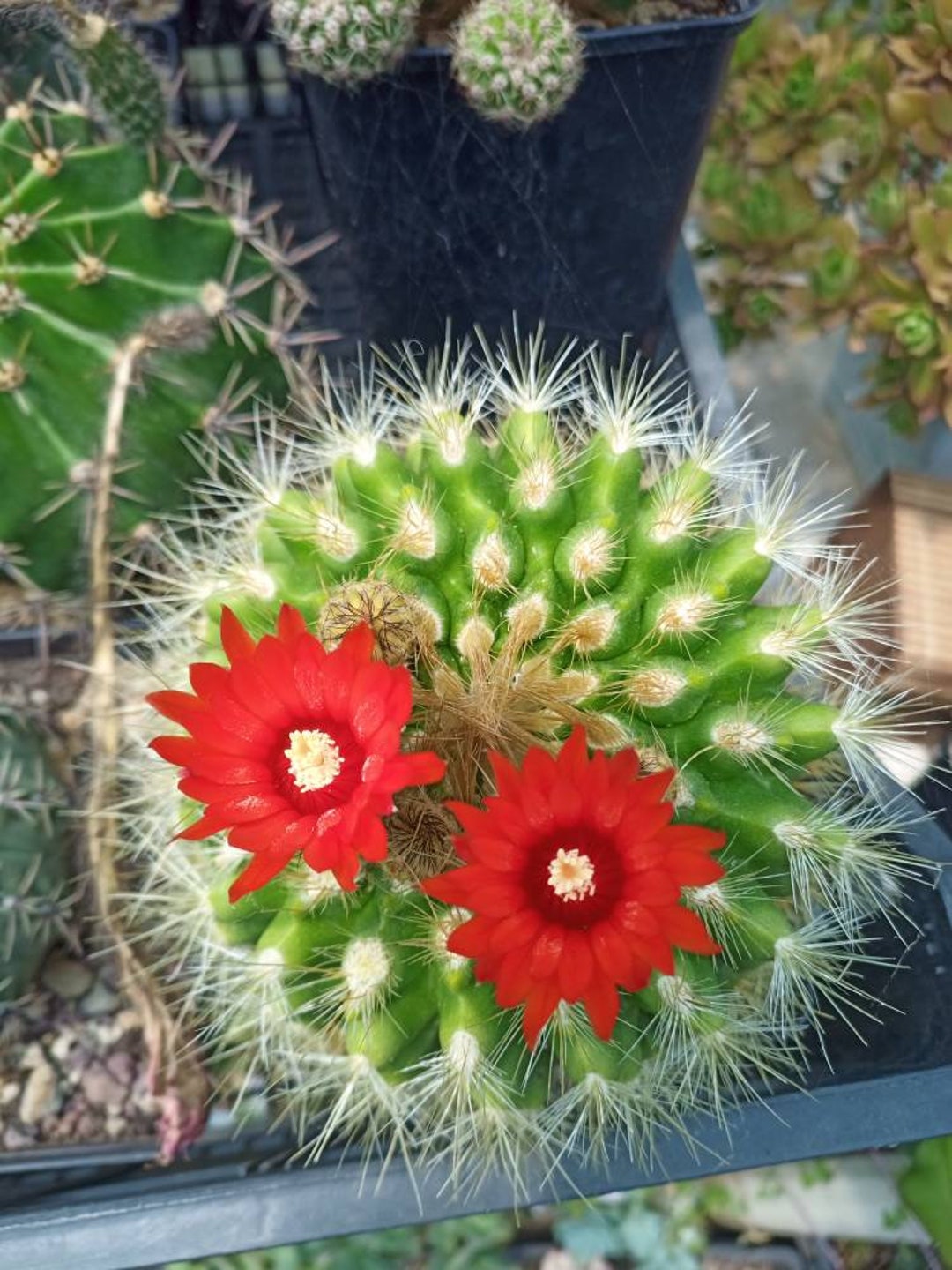 30 X Parodia Penicillata Red Flower Scopa Cactus Seeds Fresh Seeds 2024 ...