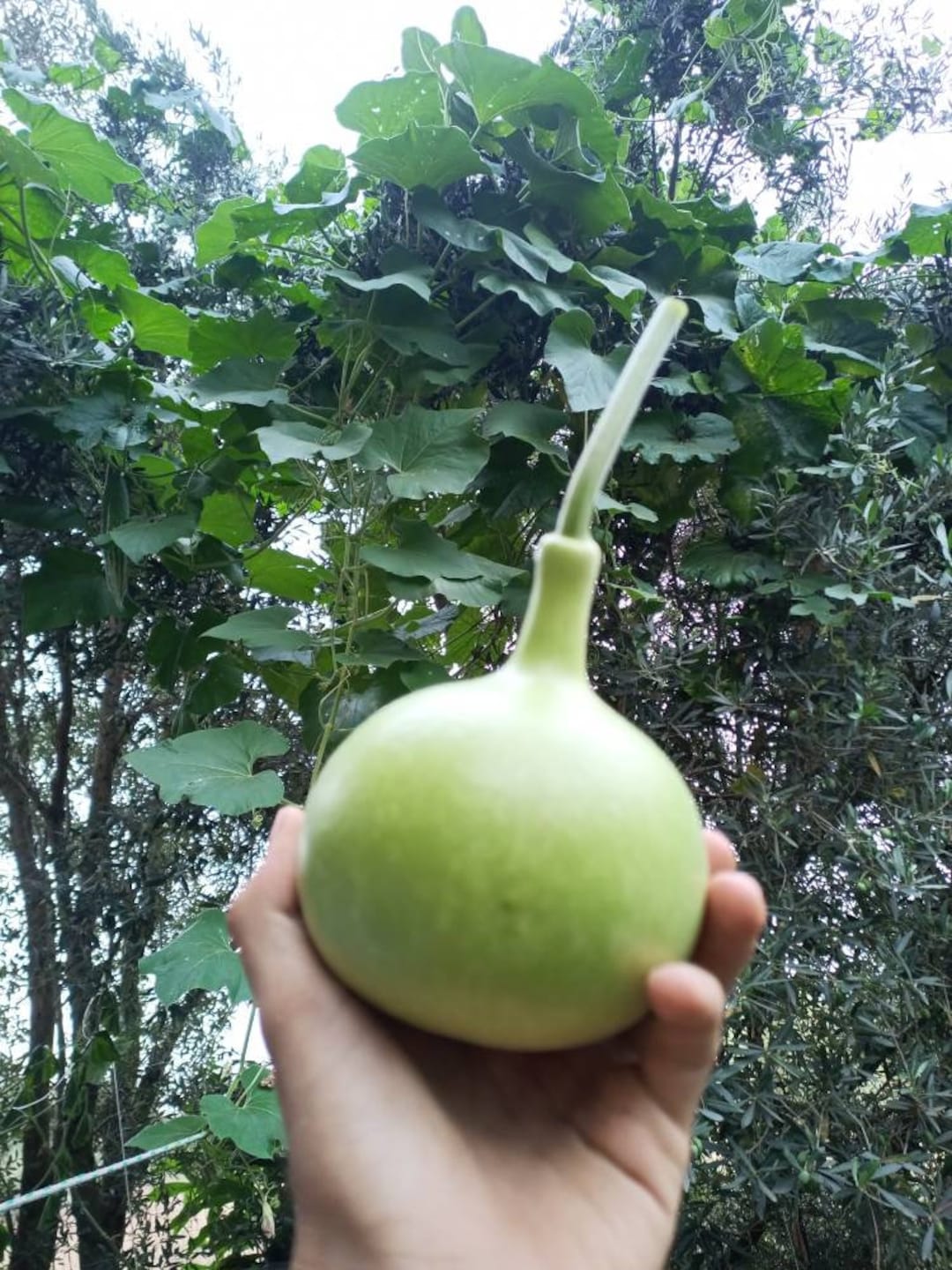 Legenaria Siceraria Thai Round Calabash Bottle Sperical Zucchini ...