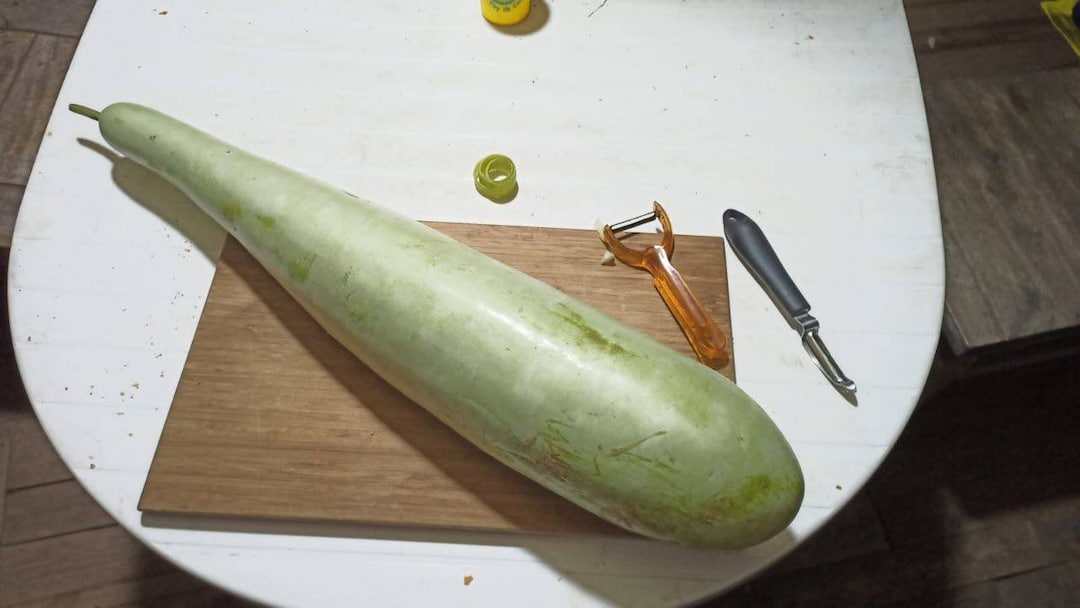 Club Clava Seeds Lagenaria Siceraria Zucchini Vegetable Pumpkin Squash ...