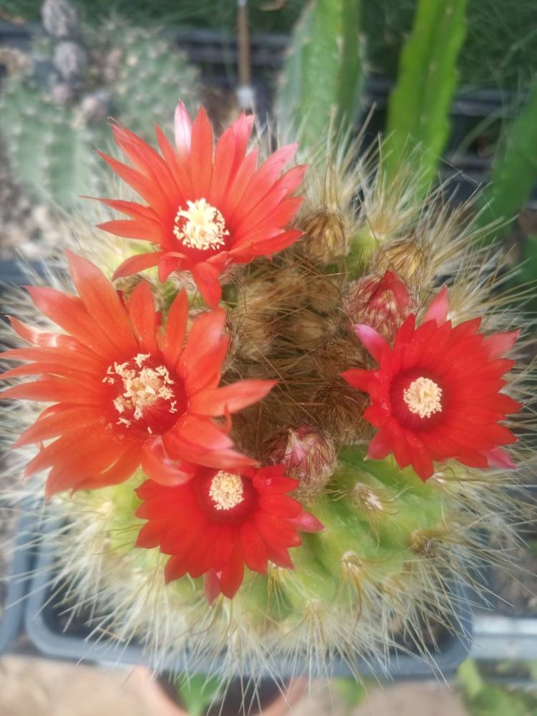 1 Cutting 1 Years Old Parodia Penicillata Red Flower Scopa Notocactus ...