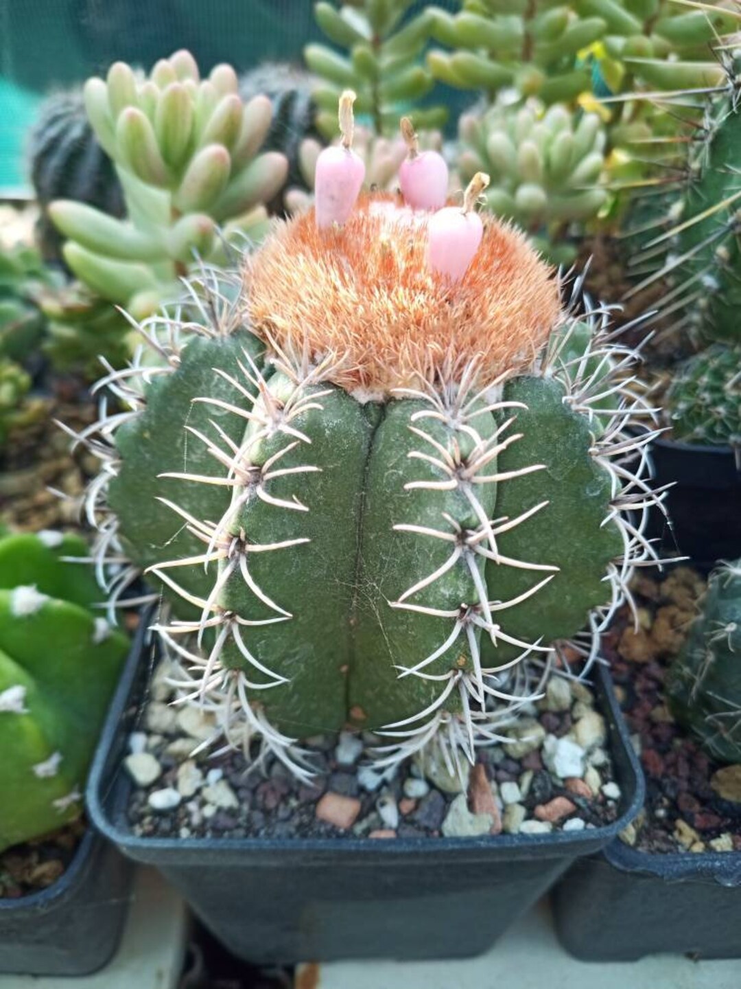 50 X Melocactus Matanzanus Cactus Seeds Seeds Fresh 2024 - Plant ...