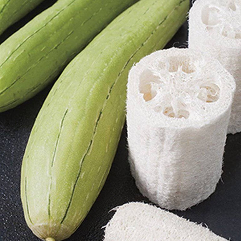 Luffa Seeds - Etsy