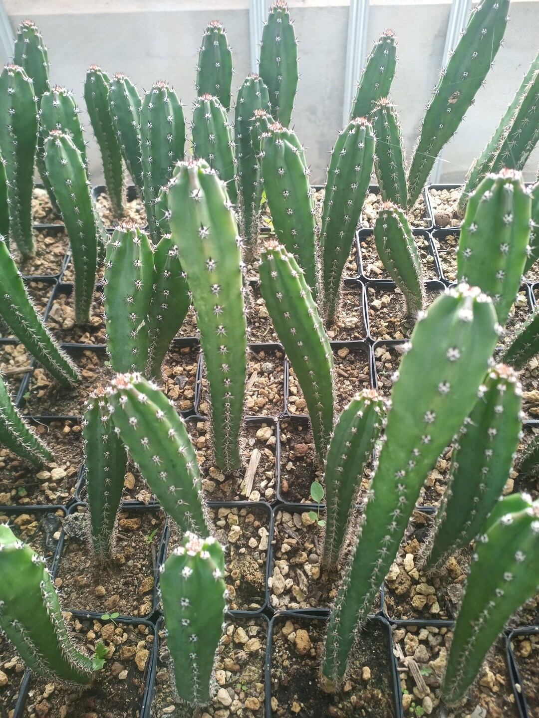 1 X HARRISIA JUSBERTII Cactus 13 Cm Cutting Grafting Stock Rootstock ...