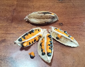 10 Bird of Paradise Strelitzia / Reginae / Flower Seeds. | Etsy